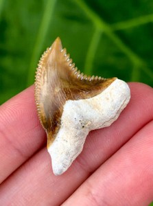 Hooked On Shark Teeth | eBay Stores