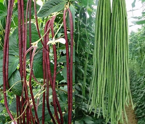BEAN GREEN & RED LONG SEEDS Noodles Beans Vegetable Seeds String Bean ...