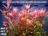 MYRIO FILIGREE BUY 2 GET 1 FREE planted tank aquarium live plant ...
