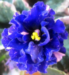 Bloomlovers Violets | eBay Stores