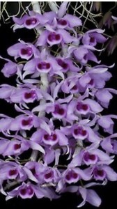 Machiela's Orchids | eBay Stores