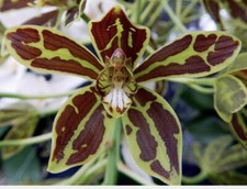 Machiela's Orchids | eBay Stores