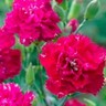 30+ Fragrant Carnation Red and White Raspberry Ripple Perennial Flower ...