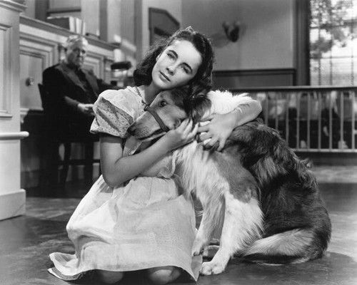 Elizabeth Taylor hugging Collie dof from The Courage of Lassie 8x10 ...