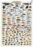 Australian Fish Identification - Fisherman's Guide NSW - LAMINATED ...