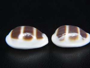 seashellauction | eBay Stores