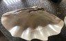 Large Clam Shell Centerpiece Display Tray Nautical Beach Coastal ...