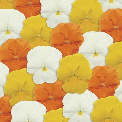 Flower - Pansy - Panola XP Citrus Mix F1 - 15 Seeds | eBay UK