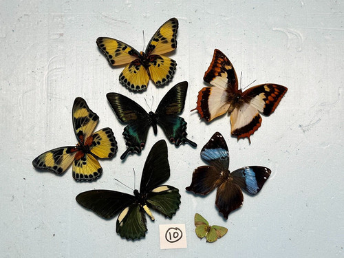 Assorted butterflies moths collection CRAFT GRADE diy art projects ...