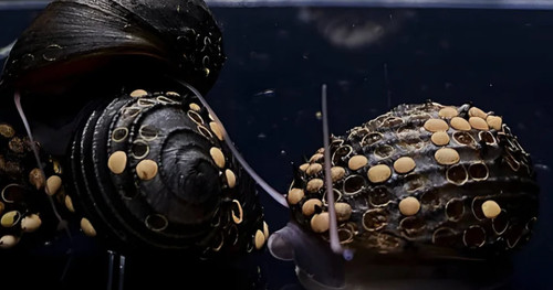 3 King Koopa Nerite Snail – Algae Eater | Live Freshwater Snail | eBay