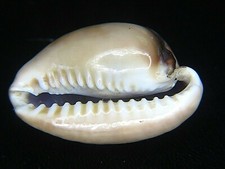 seashellauction | eBay Stores