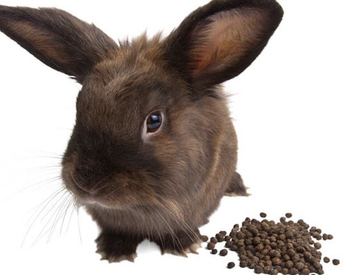 Organic Rabbit Manure - Poop Pellet Garden Fertilizer | eBay