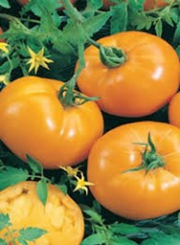 100 Organic Golden Boy Tomato Seeds. USA Seeds. Organic. Ships free | eBay