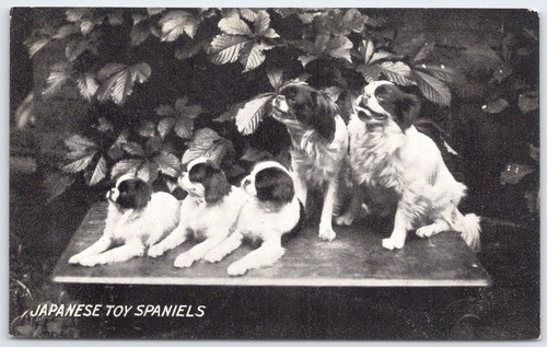Vintage Japanese Toy Spaniels Black & White Dog Postcard Unposted | eBay