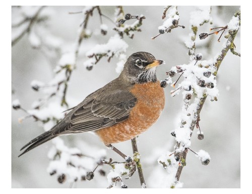 Michigan State Bird American Robin - 8x10 Photo Print On 8.5" x 11" | eBay