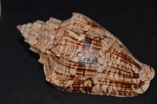 Voluta Shells for sale | eBay