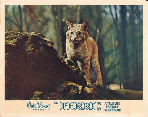 Perri Walt Disney Original British Lobby Card wild cat adventure | eBay