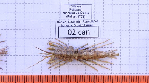 Pallasea cancellus 1 ex, 37mm, Lake Baikal, Ampipoda #02can | eBay