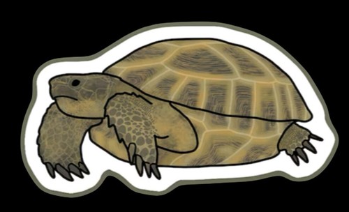 Turtle 3" STICKER DECAL sea turtle shell box turtle tortoise | eBay