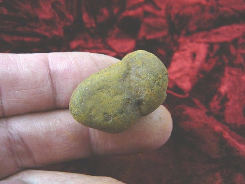 (PP450-44) 1" Genuine Fossil TURTLE POOP Coprolite DUNG WEIRD WA state ...