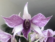Machiela's Orchids | eBay Stores