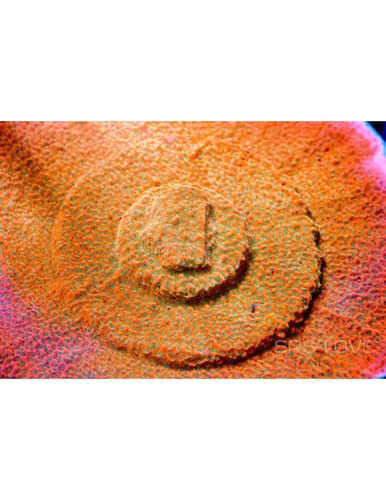 Sunset Monti Montipora Live Coral Acro Acropora SPS LPS Zoa Zoanthid ...