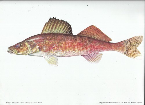 1981-Walleye #26- Duane Raver- Fish & Wildlife Service-N. American Fish ...