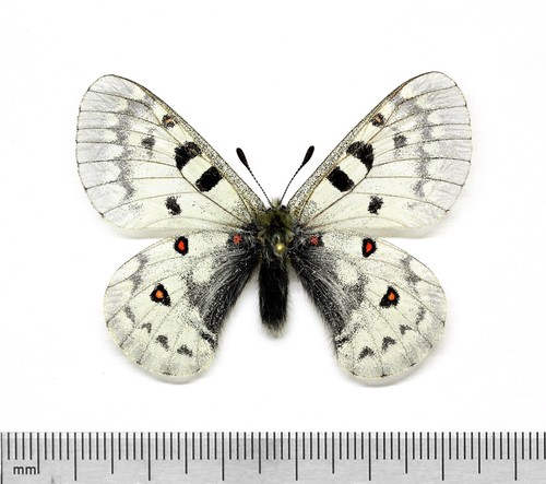 PA0393 Parnassius jacquemonti variabilis 1m Papilionidae Kyrgyzstan | eBay