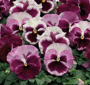 Pansy Plug Plants for sale | eBay