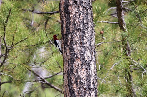 11x14in Lustre Print of a Rare Red-Headed Woodpecker | eBay