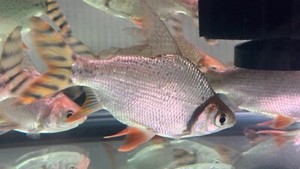 Bright Aquarium | eBay Stores