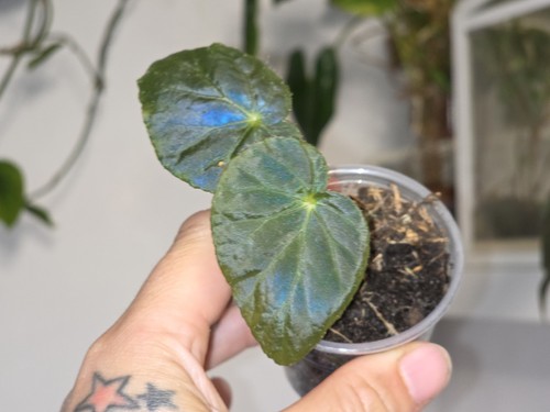 Begonia Pavonina Iridescent Leaves Peacock Terrarium Houseplant | eBay UK