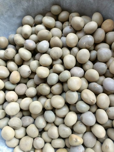 Wholesale Lot Sagargota Karanja Seeds Caesalpinia Bonduc Nickernut Free ...
