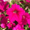 BIN#2R7D1 Opera Supreme Salmon Trailing Petunia Seeds 25 Pelleted Seeds ...