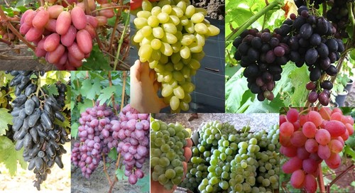 MIX of best grapes varieties 7 cuttings total 7 cuttings for rooting ...