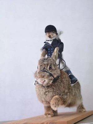 Taxidermy Squirrel for sale | eBay