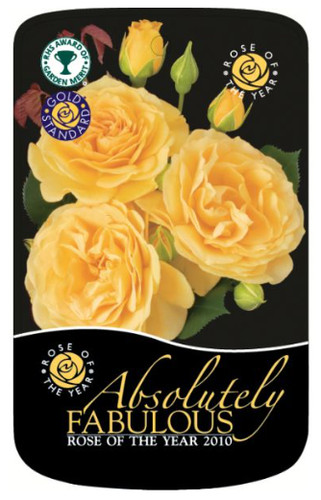 Absolutely Fabulous rose plant, Bare Root | eBay UK