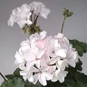 MPB#3 Geranium Seeds Ringo Cardinal 15 Seeds | eBay