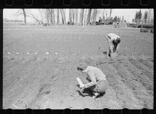 Son and daughter of corn grower planting test plots of hybrid seed ...