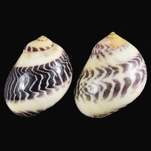 xavishells | eBay Stores