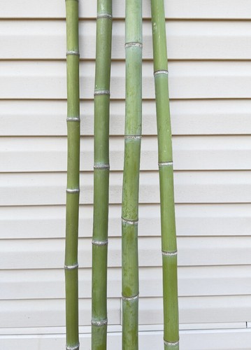1.5” Fresh Cut Natural Bamboo For Decor (You Choose Length) 1ft - 8ft ...