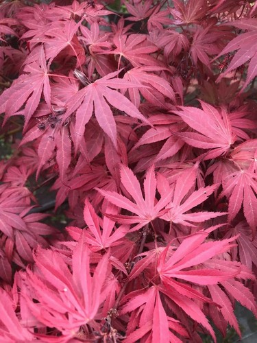 Japanese Maple OREGON SUNSET | eBay