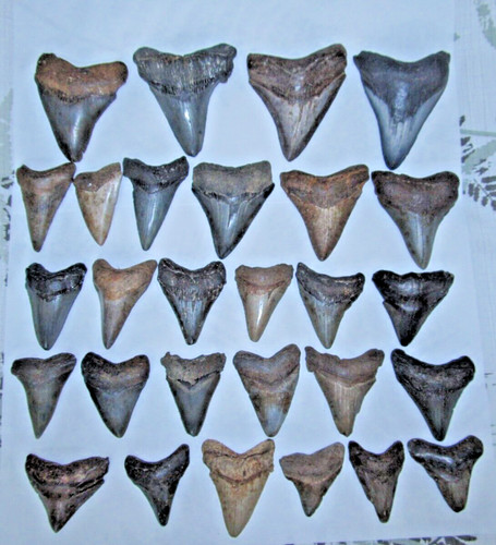 28 Megalodon Shark Teeth Fossils, Top Row 3.25", 3.18", 3.10", 2.96 ...
