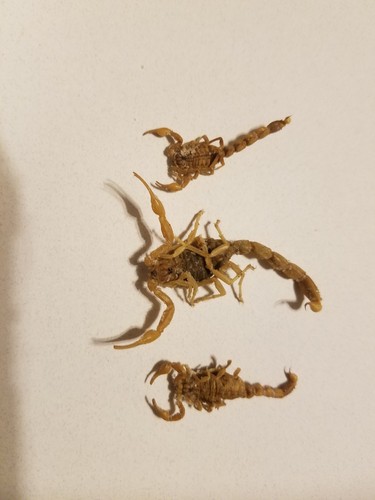 3- INSECT SCORPION - REAL. dried | eBay