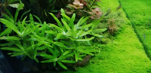 Heteranthera Zosterifolia, Stargrass +EXTRA, No Snail, No Algae | eBay