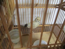 Large Bird Cage for sale| 57 ads for used Large Bird Cages