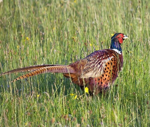 PHEASANT BIRD HUNTING FEATHERS RINGNECK COMPUTER MOUSE PAD 9.25 X 7.75 ...