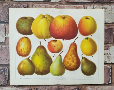 Antique Pears Print for sale | eBay