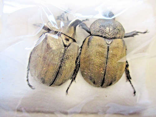 Entomologie Dynastidae Lycomedes buckeleyi Couple Equateur | eBay