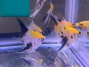 Wild Fish Tanks | eBay Stores